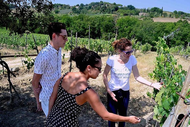 Small-Group Vernaccia Di San Gimignano Wine Tour - White and Red Wines - Highlights of the Tour