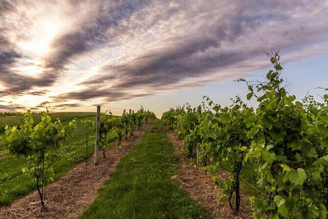 Small-Group Vineyard and Orchard Tour with Wine Tasting in Muscoda - Who Should Consider This Tour?