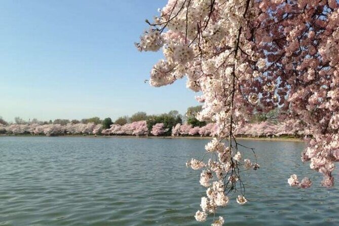 Small Group Washington D.C. Cherry Blossom 1-Day Experience Tour - Who Should Consider This Tour?