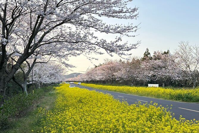 Small Group West Jeju Cherry Blossom and Strawberry Picking Tour - Discovering Jeju’s Natural and Cultural Gems
