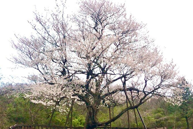 Small Group West Jeju Cherry Blossom and Strawberry Picking Tour - The Sum Up