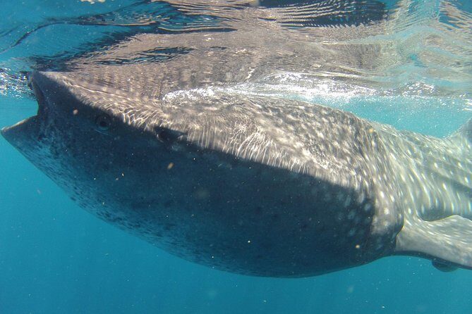 Small-Group Whale Shark and Snorkeling Tour from Cancun - The Itinerary in Detail