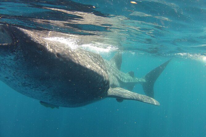 Small-Group Whale Shark and Snorkeling Tour from Cancun - Who Should Consider This Tour?
