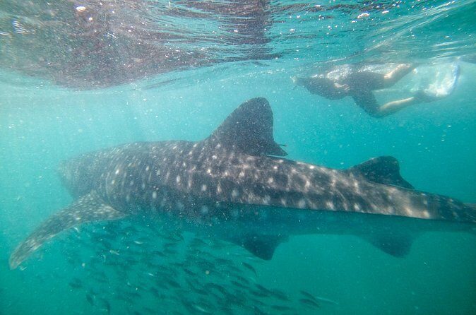 Small group whale shark experiences in La Paz - FAQ