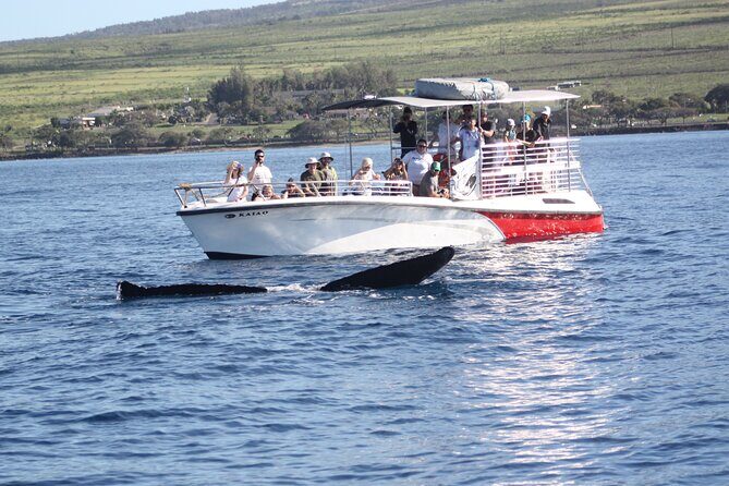 Small-Group Whale Watching Adventure - Why Choose a Small-Group Whale Watching Tour?