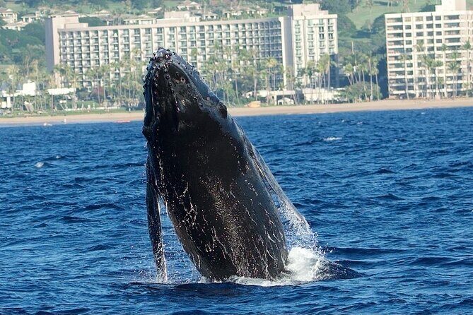 Small-Group Whale Watching Adventure - The Boat and Crew Experience