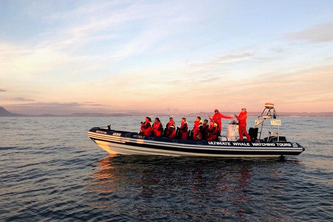 Small-group Whale Watching in the Midnight Sun from Reykjavík - The Itinerary: From Harborside to Marine Wonders
