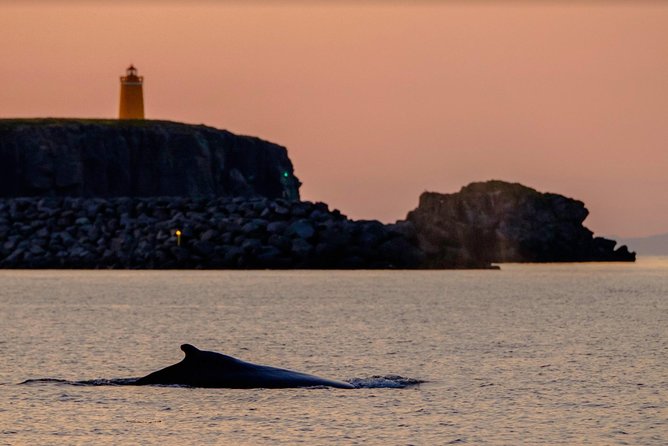 Small-group Whale Watching in the Midnight Sun from Reykjavík - FAQ: Your Practical Questions Answered