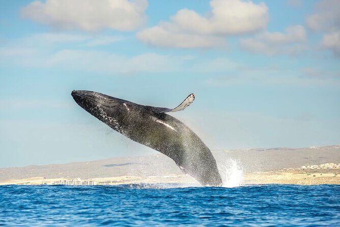 Small-Group Whale Watching Zodiac Boat Cruise in Cabo San Lucas - Introduction: What to Expect from the Zodiac Whale Watching Tour