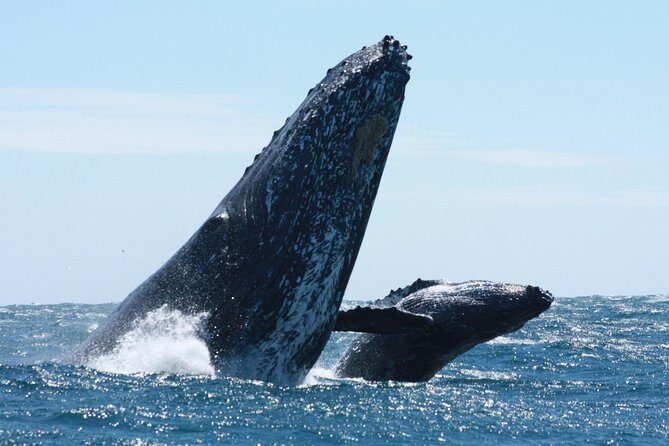 Small-Group Whale Watching Zodiac Boat Cruise in Cabo San Lucas - Practical Details and Tips