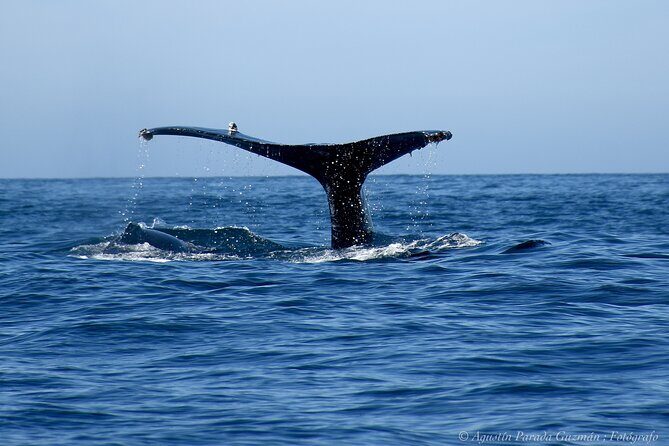 Small-Group Whale Watching Zodiac Boat Cruise in Cabo San Lucas - The Sum Up: Is This Tour Right for You?