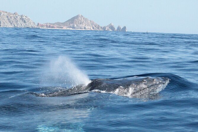 Small-Group Whale Watching Zodiac Boat Cruise in Cabo San Lucas - FAQ