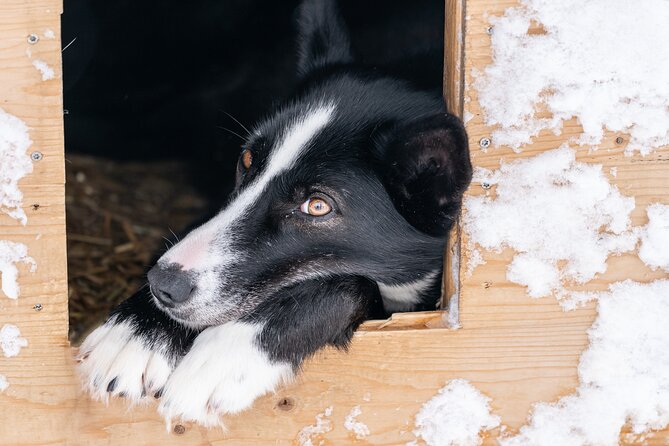 Small Group Wilderness Husky Sledding Review - Highlights From Traveler Reviews