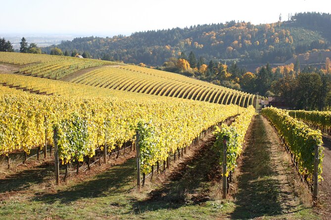 Small Group: Willamette Valley Wine Tour From Portland (Tasting Fees Included) - Accessibility and Participation Guidelines