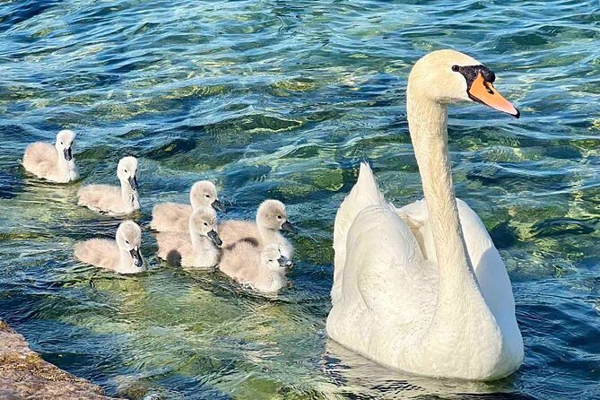 Small Group Zurich Walking Tour, Cruise and LINDT Factory - FAQ