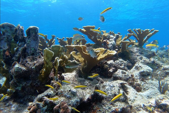 Small - Guided Shallow 2 Tank Dive Experience in Key Largo ALL GEAR INCLUDED - Accessibility and Participation Guidelines