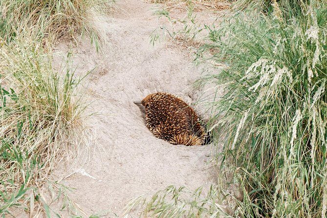 Small Tour (8 ppl) Phillip Island Hike & Penguin Parade Day Tour - An In-Depth Look at the Tour Experience