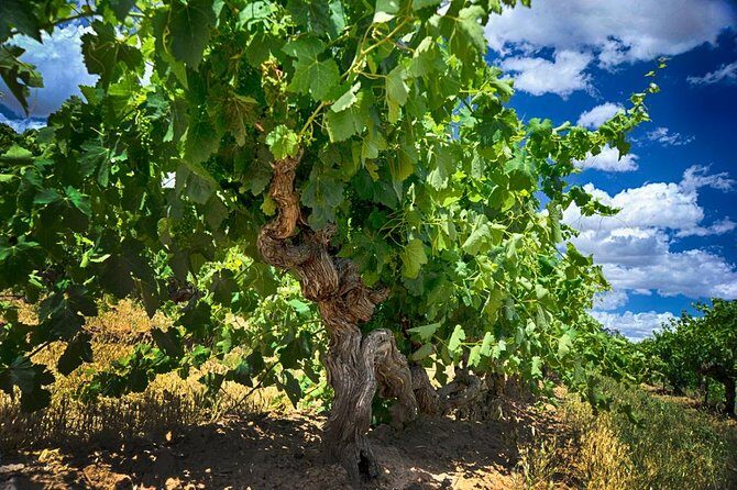 Small Tour Barossa Valley Voyager Tour from Adelaide - Key Points