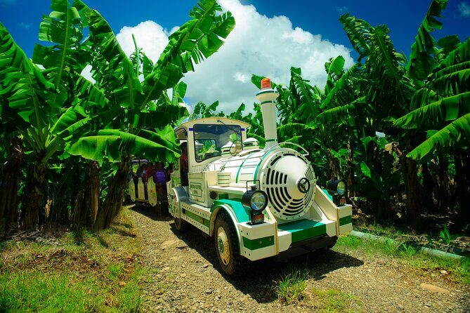 Small train tour of a banana farm in Martinique - Key Points