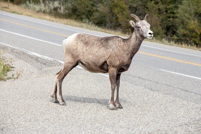Smartphone Audio Driving Tour between Banff and Calgary - FAQs