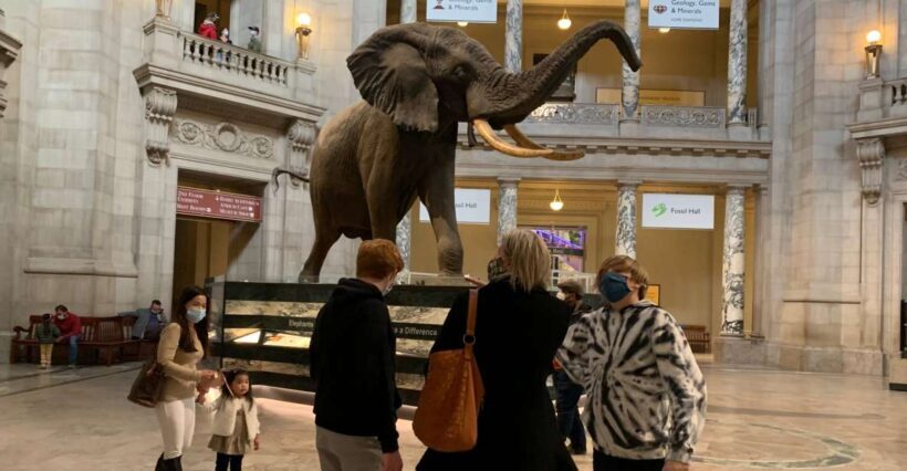Smithsonian National Museum of Natural History Guided Tour - An In-Depth Look at the Smithsonian Guided Tour