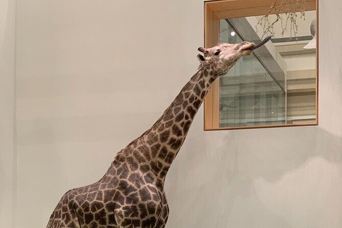 Smithsonian National Museum of Natural History with Guided Tour - FAQs