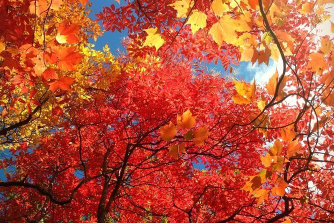 Smoky Mountain Guided Scenic High Van Tour - What Sets This Tour Apart