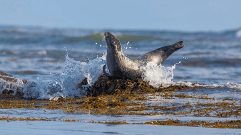 Snaefellsnes Peninsula Wonders: Private tour from Reykjavik - Key Points