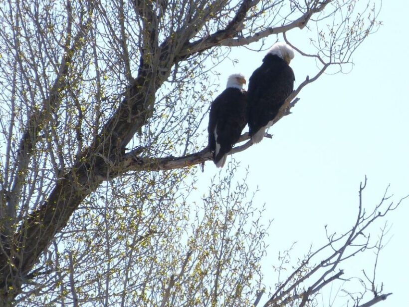 Snake River Full-Day Group Fishing Trip - The Value of This Experience