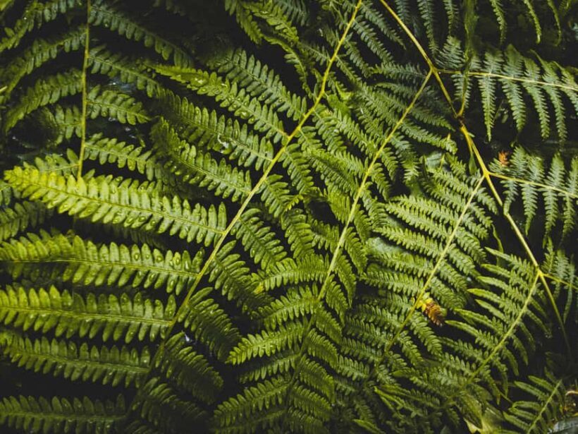 Snoqualmie, Twin Falls & Ancient Forest (Transport Included) - What Makes This Tour Stand Out?