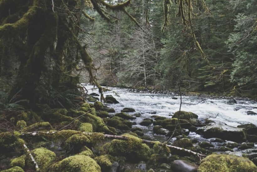 Snoqualmie, Twin Falls & Ancient Forest (Transport Included) - Authentic and Balanced: What Travelers Say
