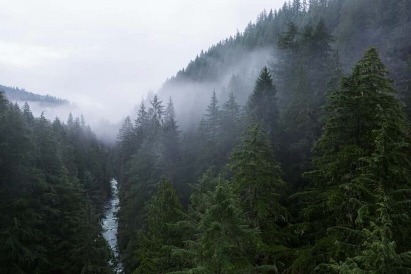 Snoqualmie, Twin Falls & Ancient Forest (Transport Included) - Who Is This Tour Best For?