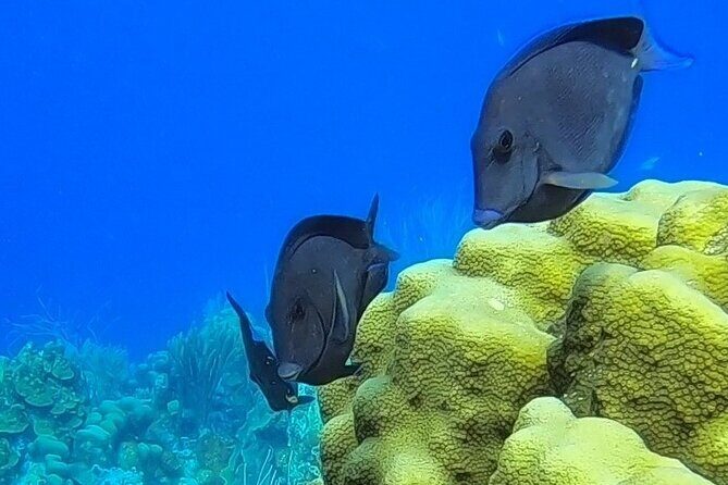 Snorkel Adventure at Bonaire Marine Park - Frequently Asked Questions