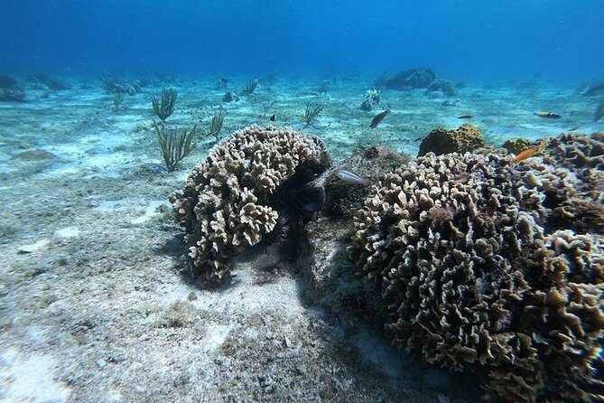 Snorkel Adventure at Cozumel! Transportation from Cancun & Playa Del Carmen - Points to Consider