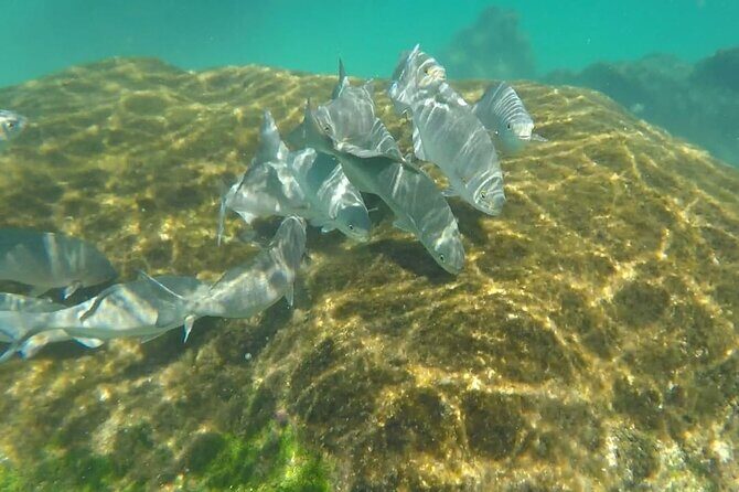 Snorkel Adventure at Cozumel! Transportation from Cancun & Playa Del Carmen - The Sum Up