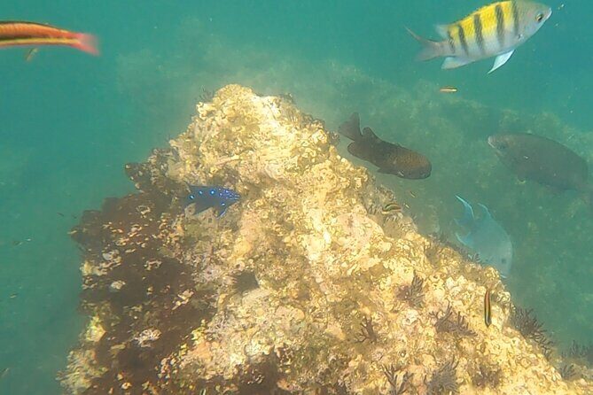 Snorkel Adventure in Marietas Islands or Punta Mita Reefs - An Inside Look at the Snorkel Tour Experience