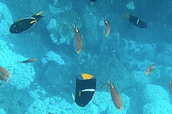 Snorkel Adventure in Marietas Islands or Punta Mita Reefs - FAQ