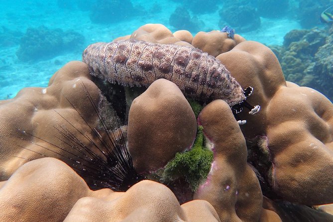 Snorkel Adventure Sea Tour to Koh Rok and Koh Haa from Koh Lanta - Final Words