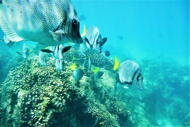 Snorkel Adventure through the Sea of Cortez - Potential Drawbacks and Considerations