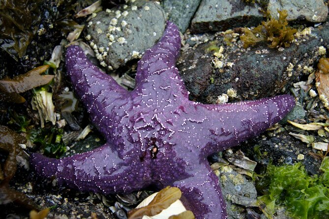 Snorkel Alaska - FAQ – Your Snorkel Alaska Questions Answered