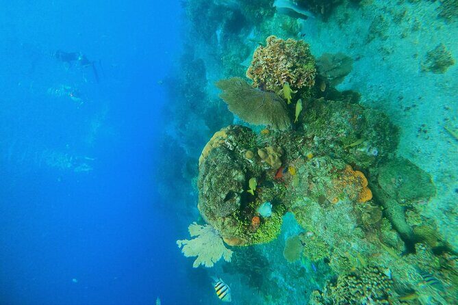 Snorkel along the coast, explore two reefs by Chivis del Mar - Who Should Consider This Tour?