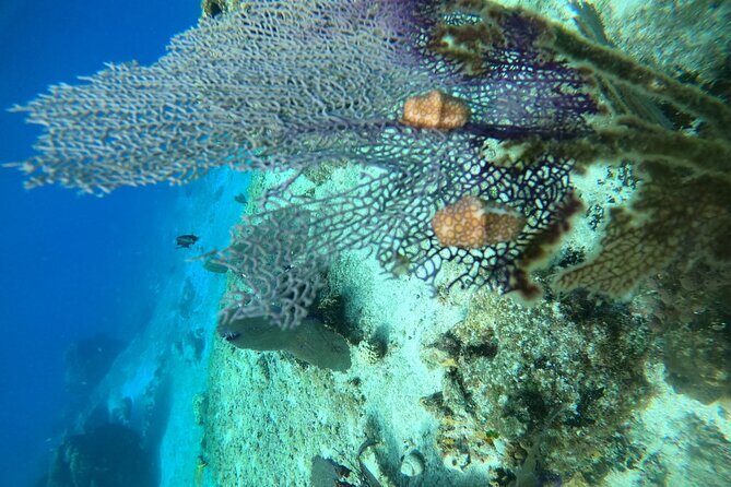 Snorkel along the coast, explore two reefs by Chivis del Mar - FAQ