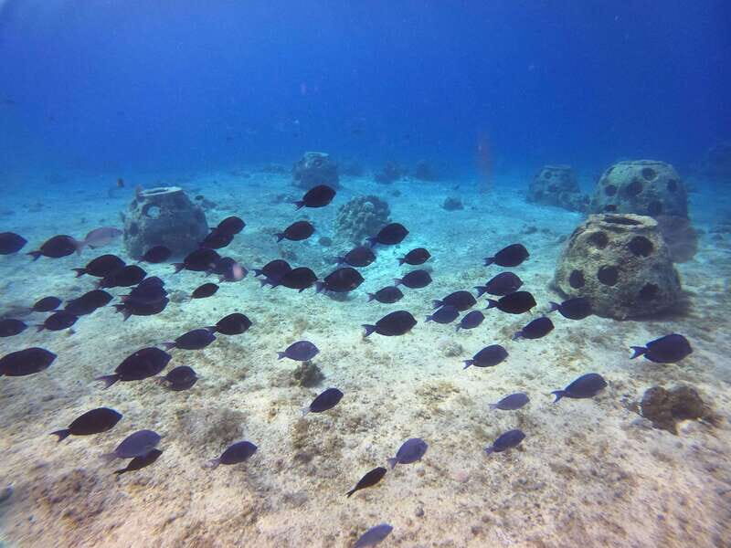 Snorkel along the coast with Chivis Del Mar. - What to expect during the snorkeling