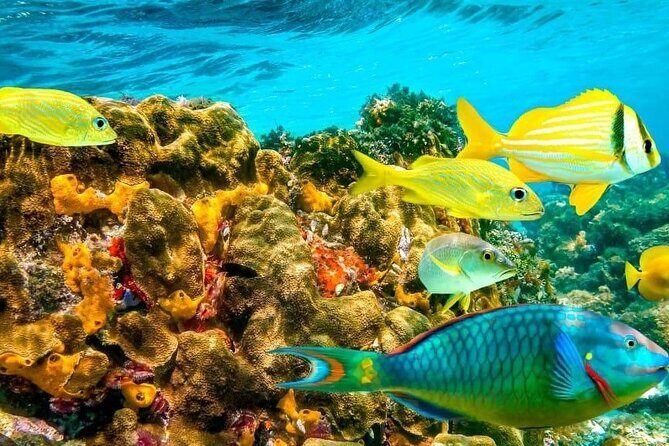 Snorkel and Private Tour in Montego Bay - Key Points