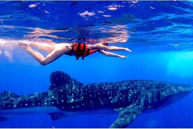Snorkel and Swimming with Whale Shark in Cancun - Key Points: