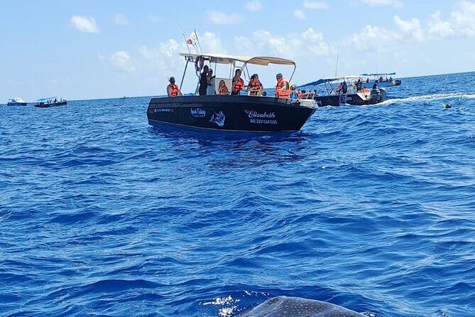 Snorkel and Swimming with Whale Shark in Cancun - An Honest Look at the Cancun Whale Shark Tour