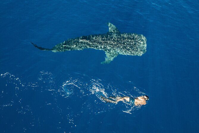 Snorkel and Swimming with Whale Shark in Cancun - Frequently Asked Questions