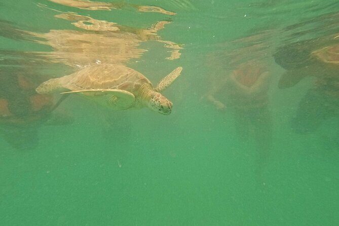 Snorkel Around Turtles in Akumal and Underground Cenote - An In-Depth Look at the Tour Experience