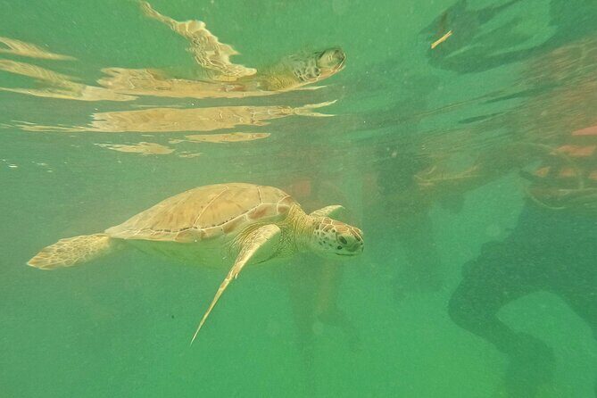 Snorkel Around Turtles in Akumal and Underground Cenote - FAQ