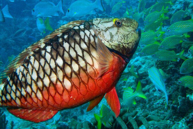 Snorkel at El Farito - The Lighthouse Reservation - An Honest Look at the Snorkel at El Farito Tour